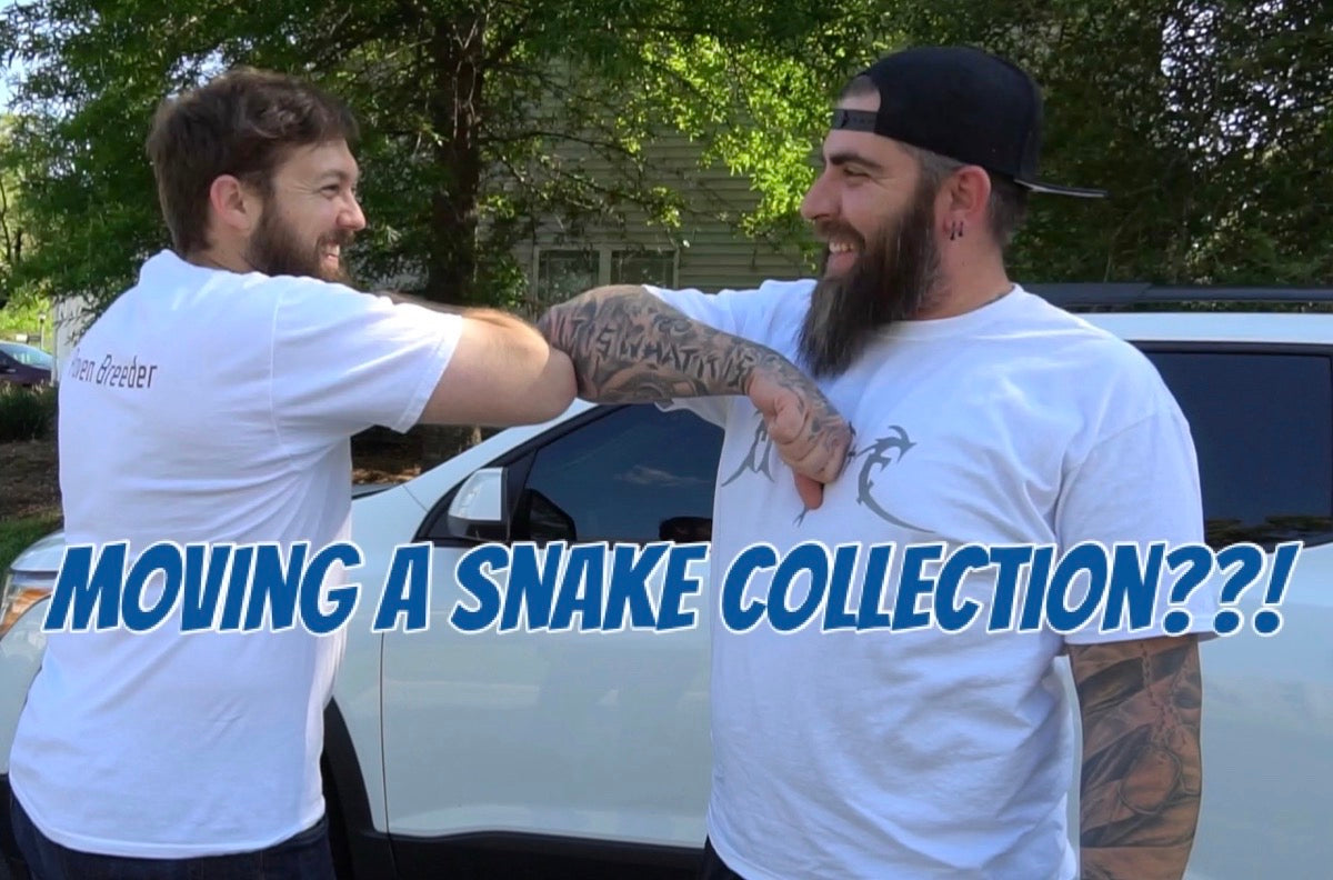 Moving a snake collection?????? — Hard-Wired Exotics