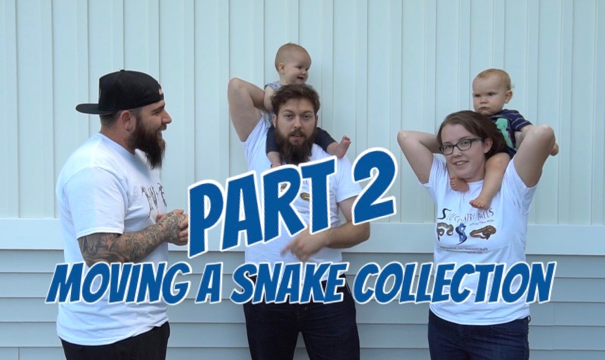 Moving a snake collection part 2!! — Hard-Wired Exotics