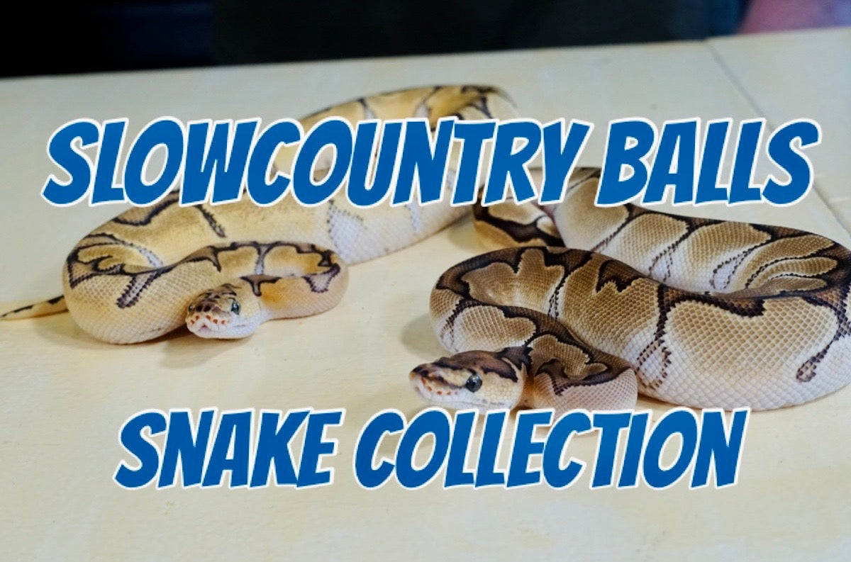 Slowcountry balls snake collection after the big move!! — Hard-Wired ...