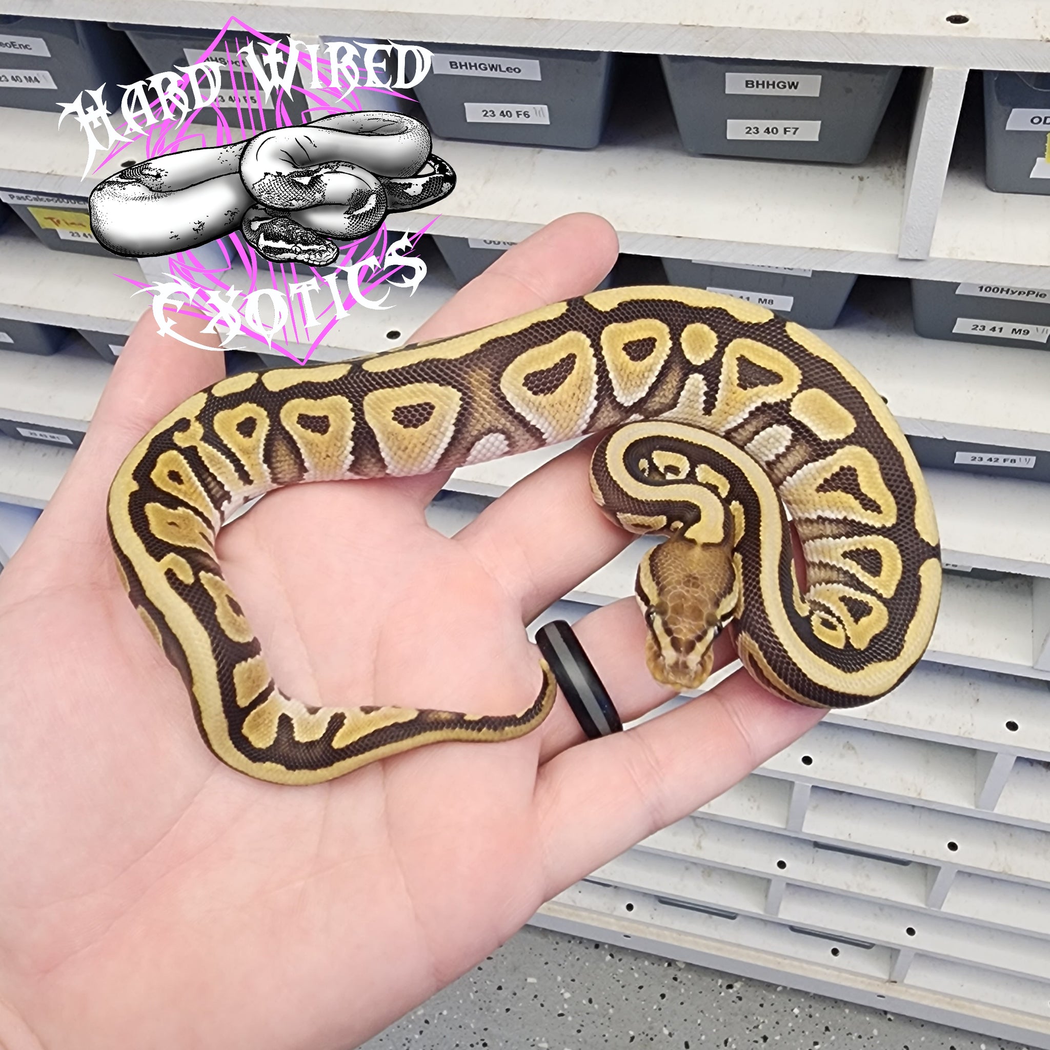 Ball Python Females — Hard-Wired Exotics