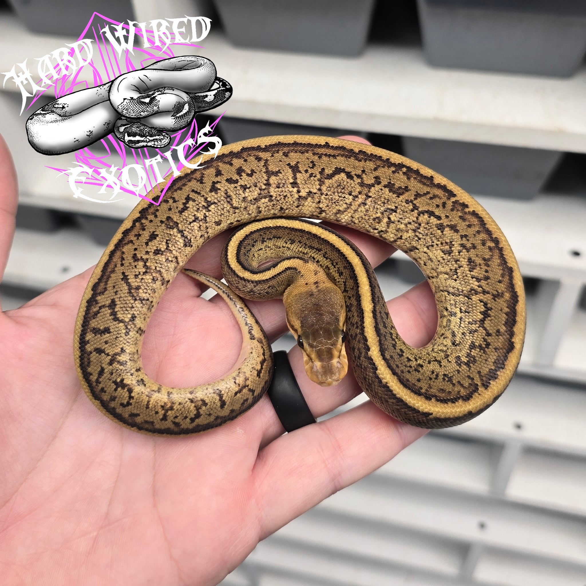 Ball Python Females — Hard-Wired Exotics