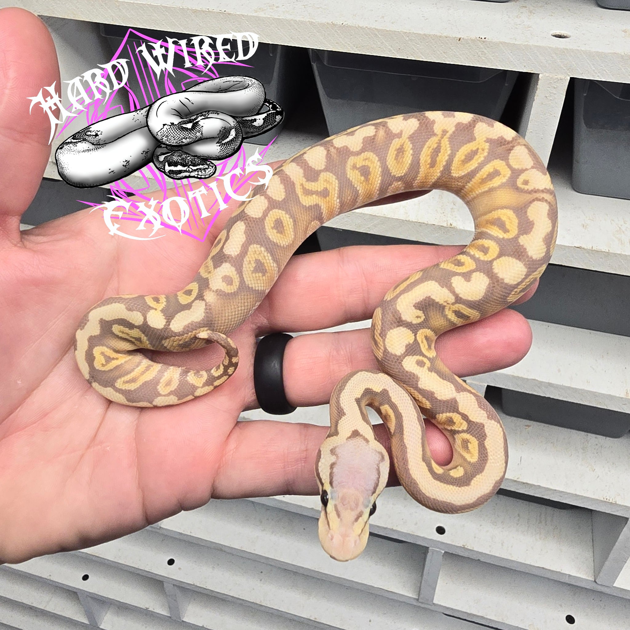 Ball Python Females — Hard-Wired Exotics