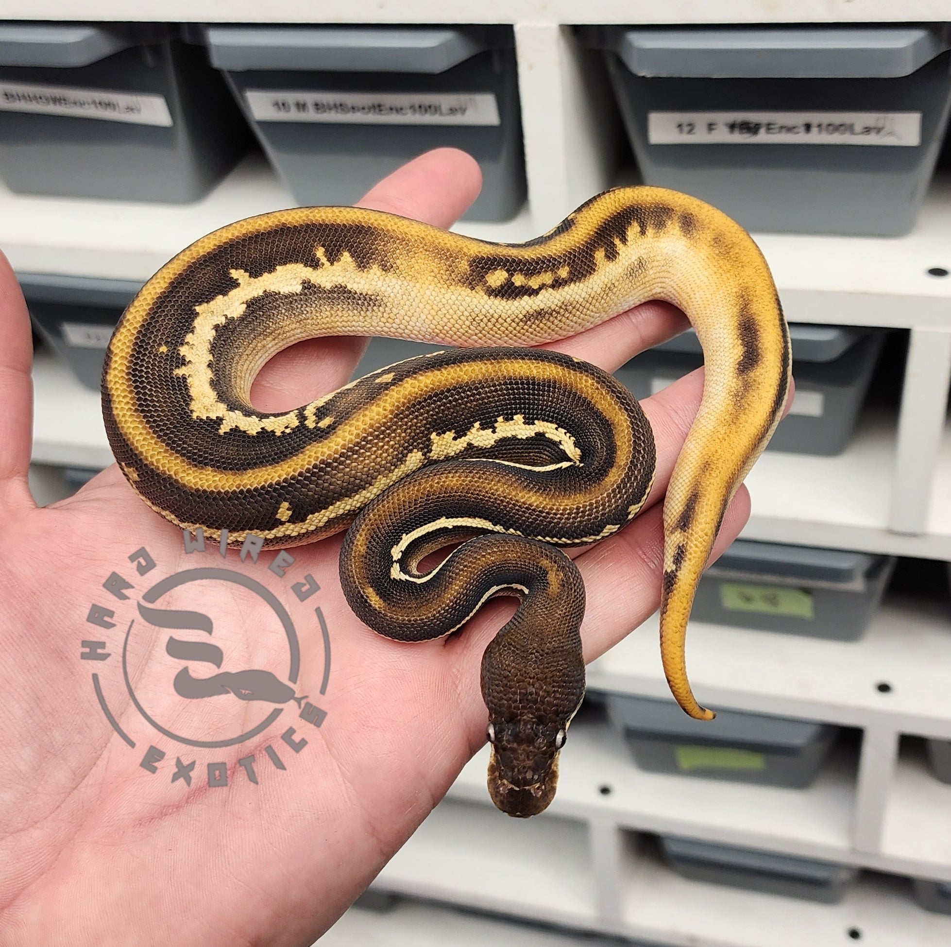 Hard Wired Exotics — Hard-Wired Exotics