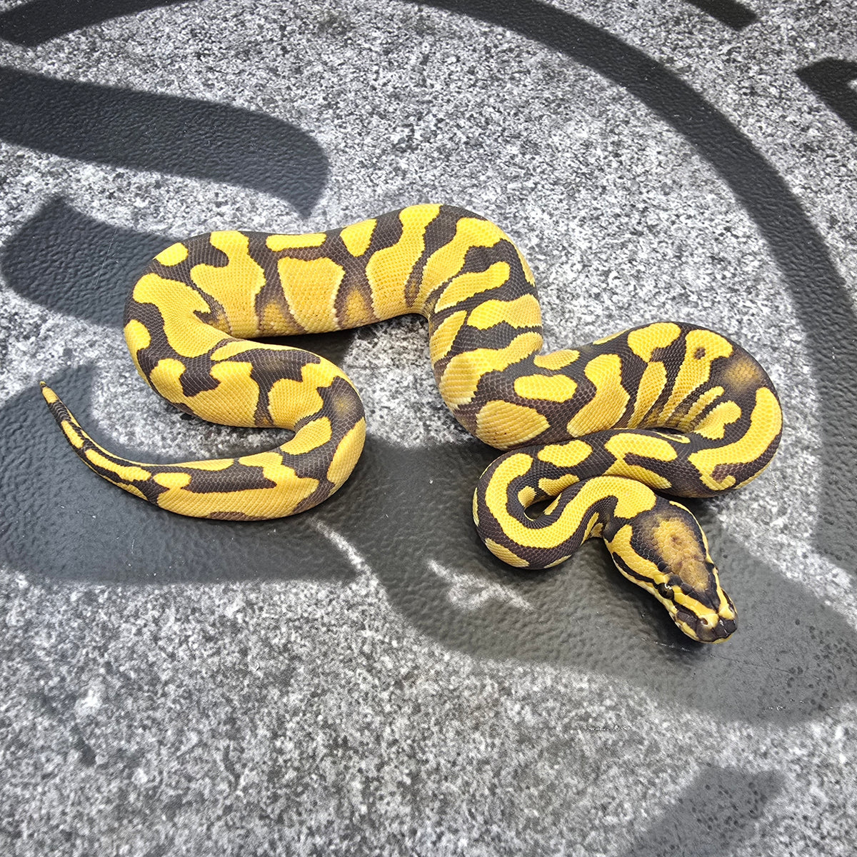 25 Jaguar Enchi YB DG het Hypo female — Hard-Wired Exotics